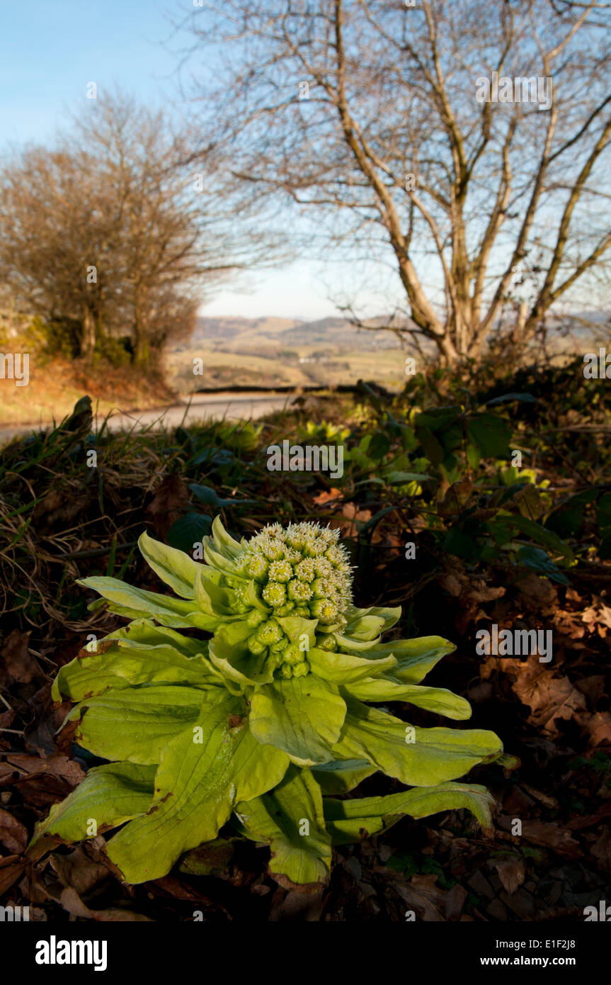 Giant Butterbur (Petasites japonicus) flowering at the roadside on Fell ...