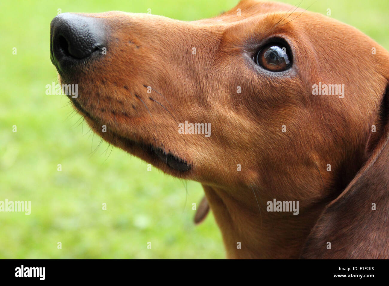 Close up of a dog's (dachshund) head on a green background Stock Photo ...