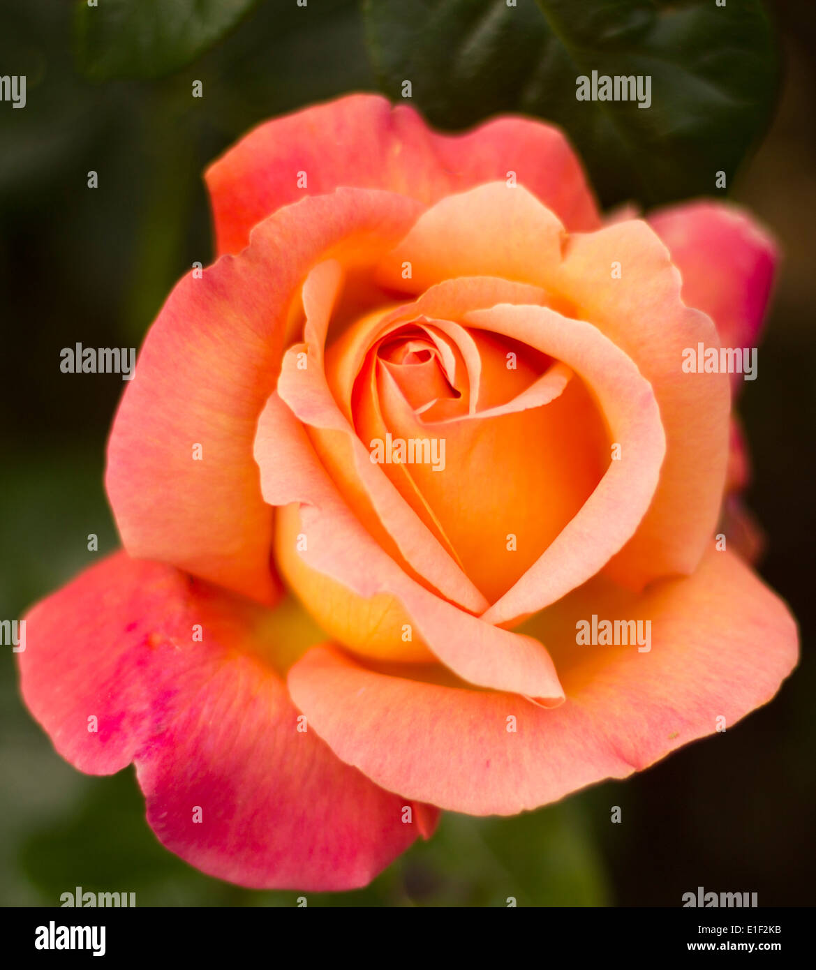 Orange and purple rose. Clissold Park, London Stock Photo - Alamy