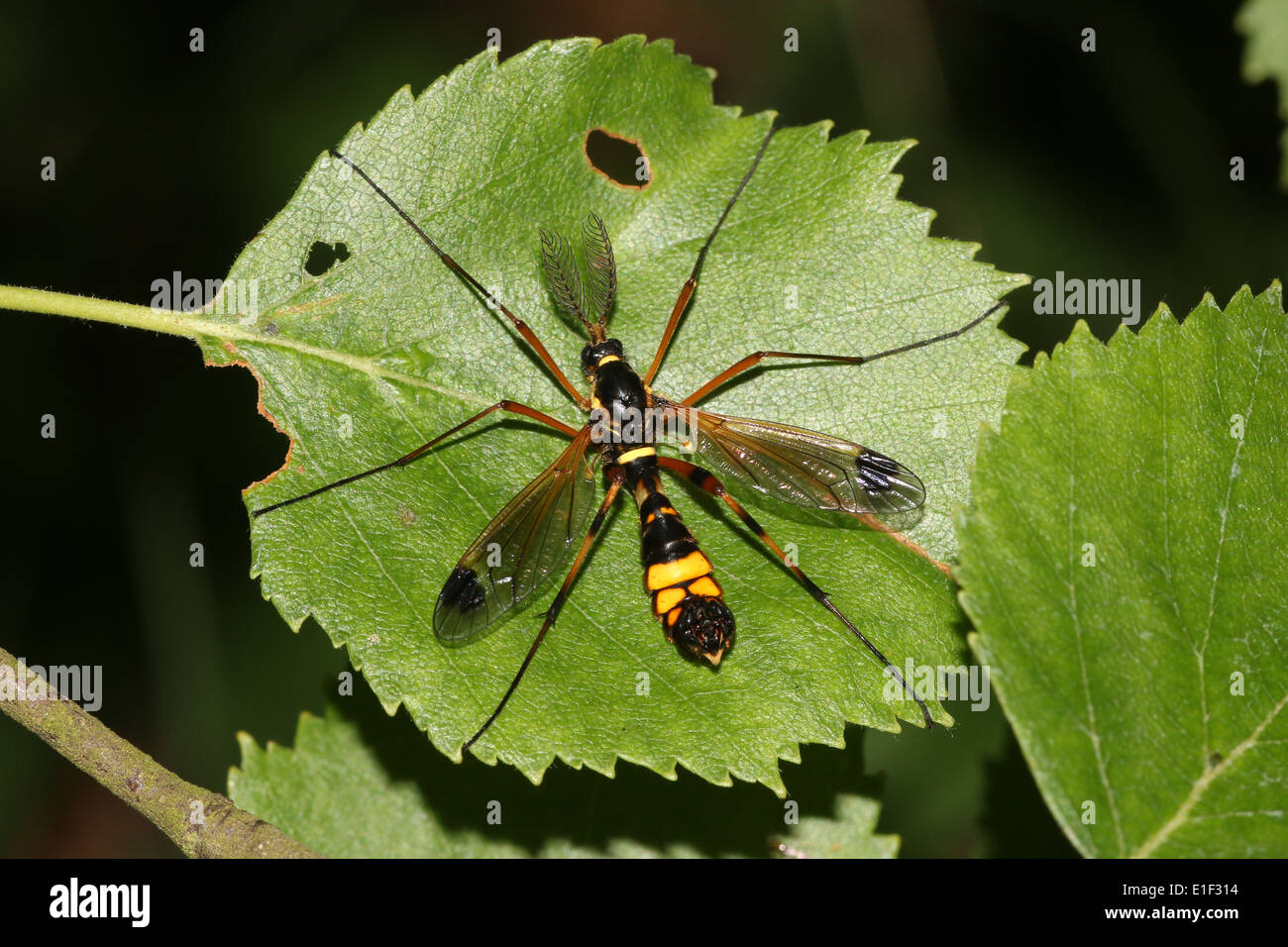 A yellow & black European true crane fly species, called Ctenophora ...