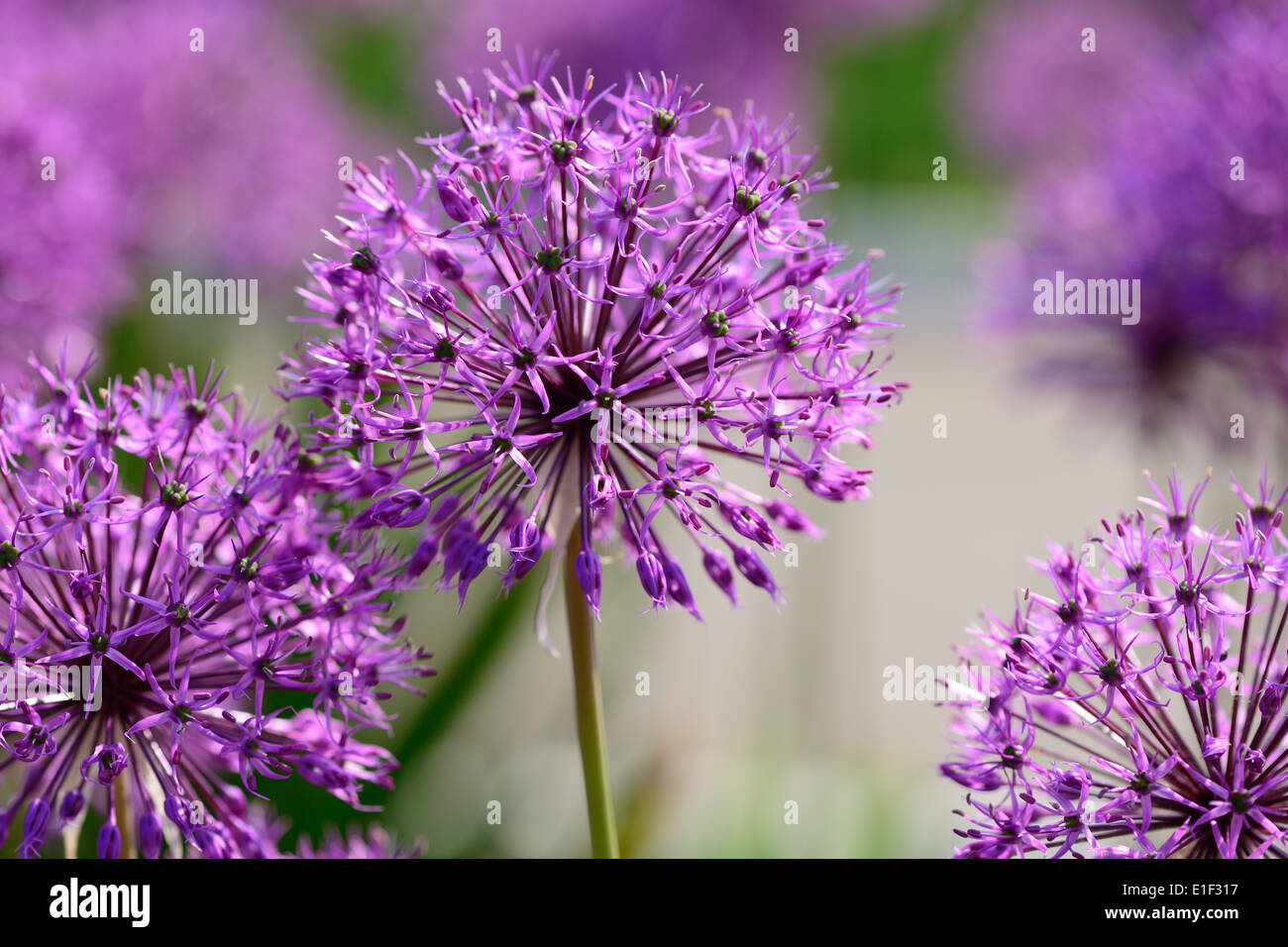 Allium flowers closeup Stock Photo - Alamy