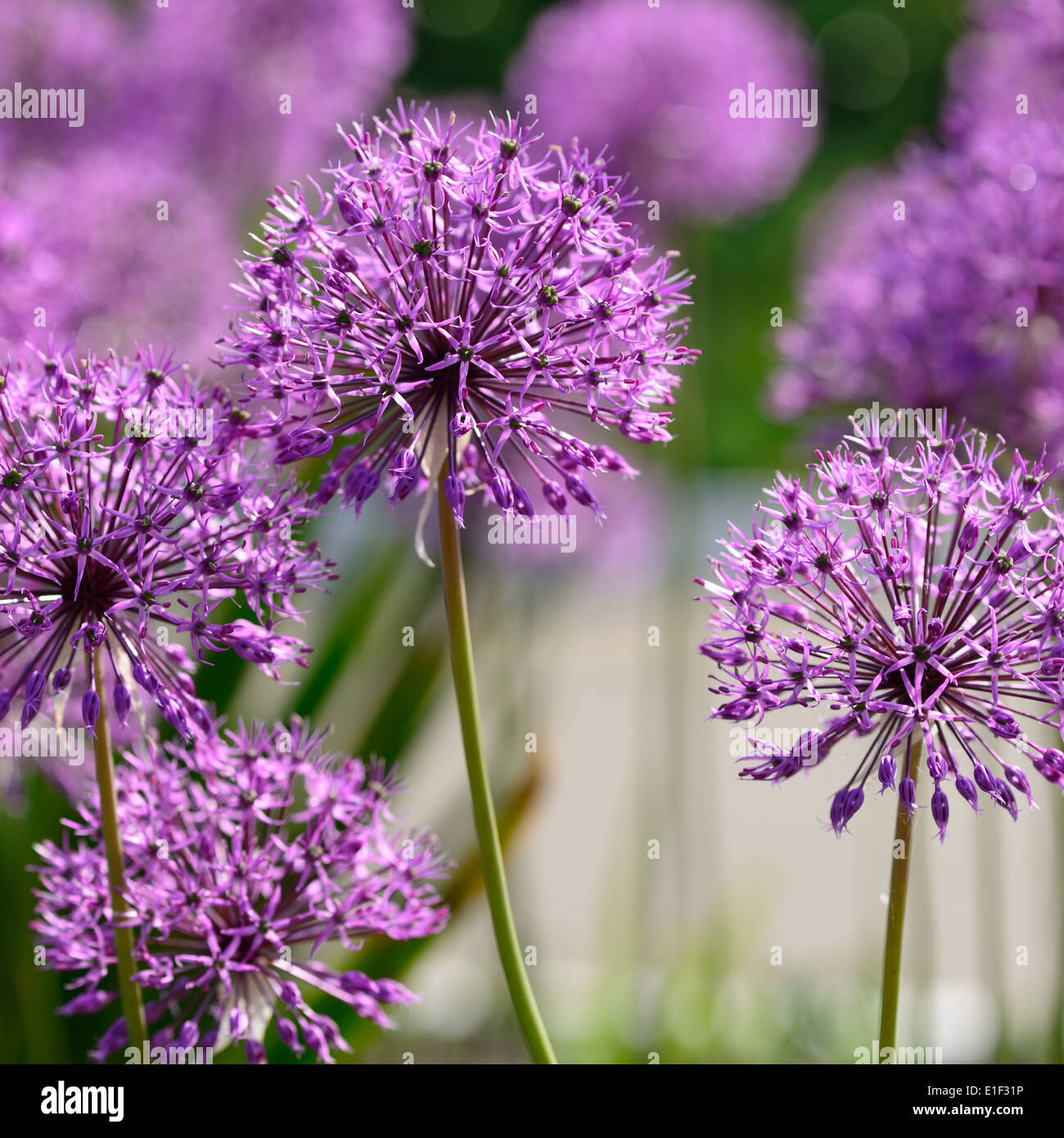 Purple flowers of the giant leek hi-res stock photography and images ...