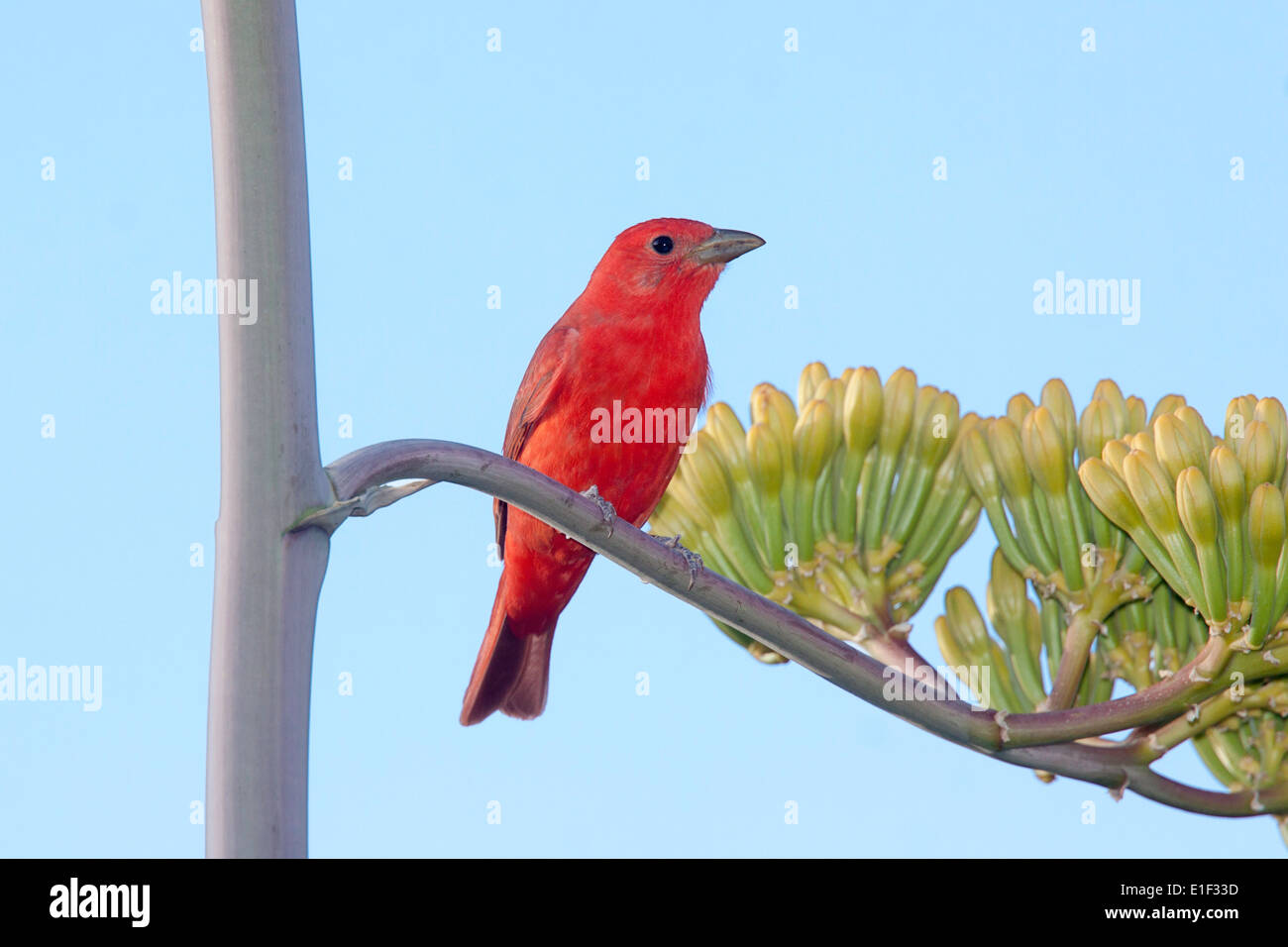 Arizona summer wildlife hi-res stock photography and images - Alamy