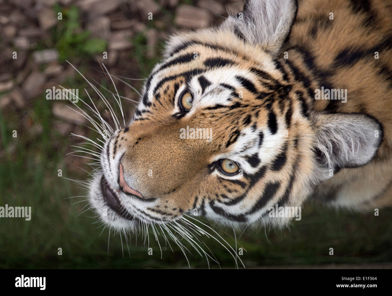 Young Amur tiger looking up into camera Stock Photo - Alamy Young Amur tiger looking up into camera Stock Photo - Alamy