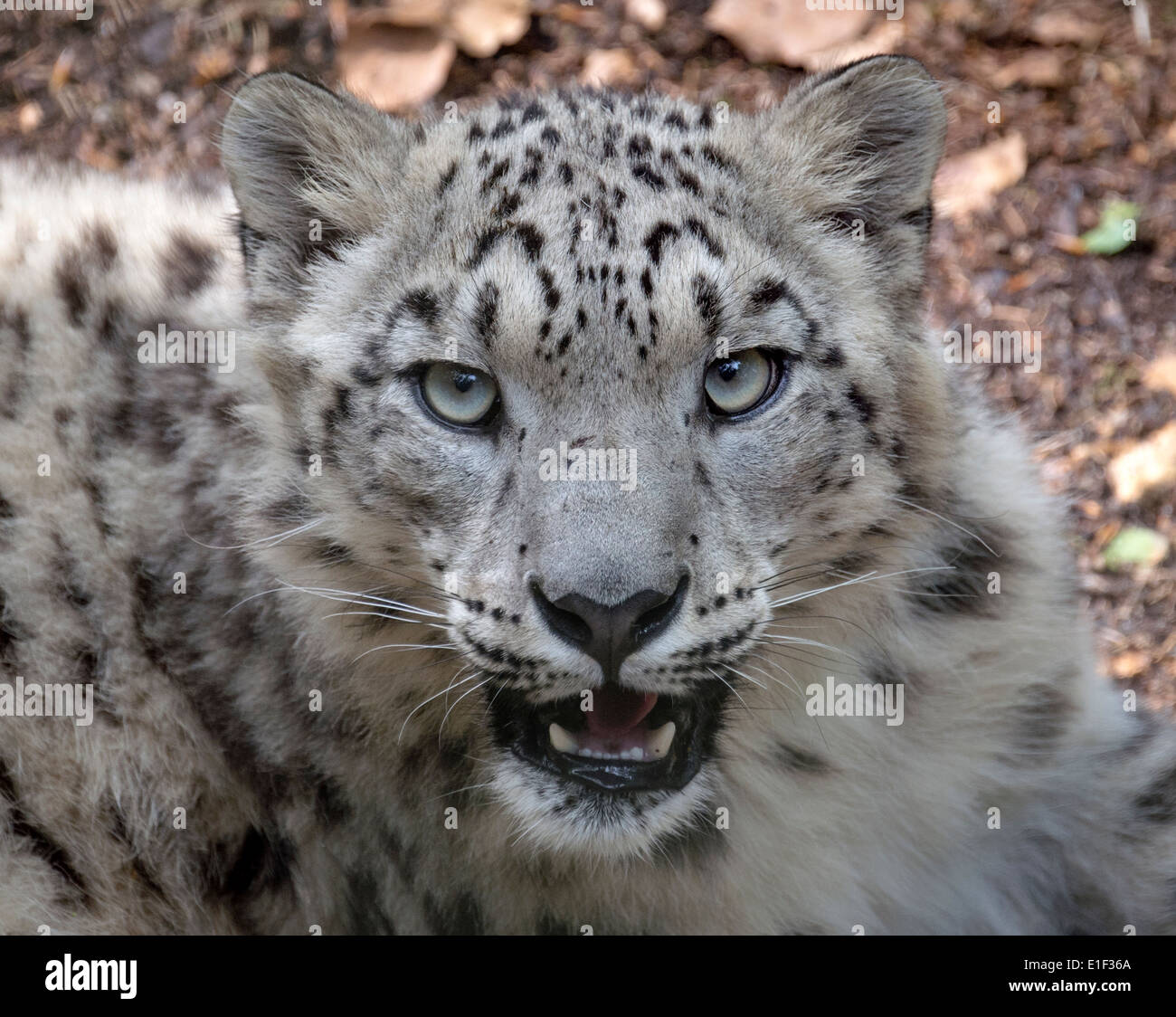 Young snow leopard looking up at camera Stock Photo - Alamy