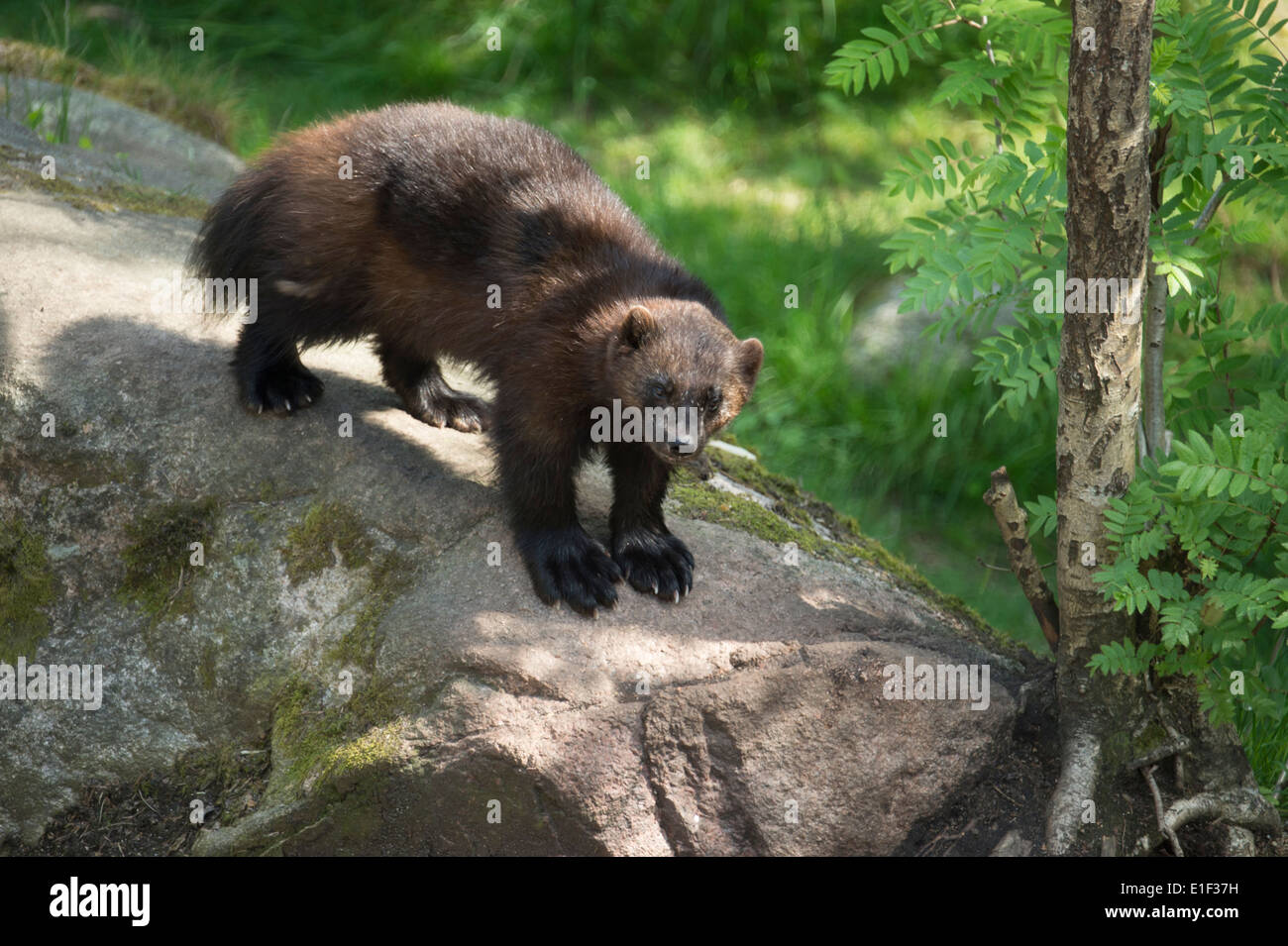 Wolverine gulo gulo walking on hi-res stock photography and images - Alamy