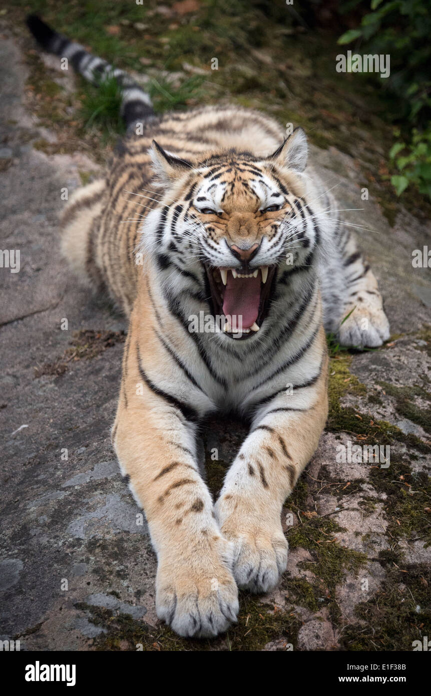 Young Amur tiger apparently laughing at camera Stock Photo - Alamy