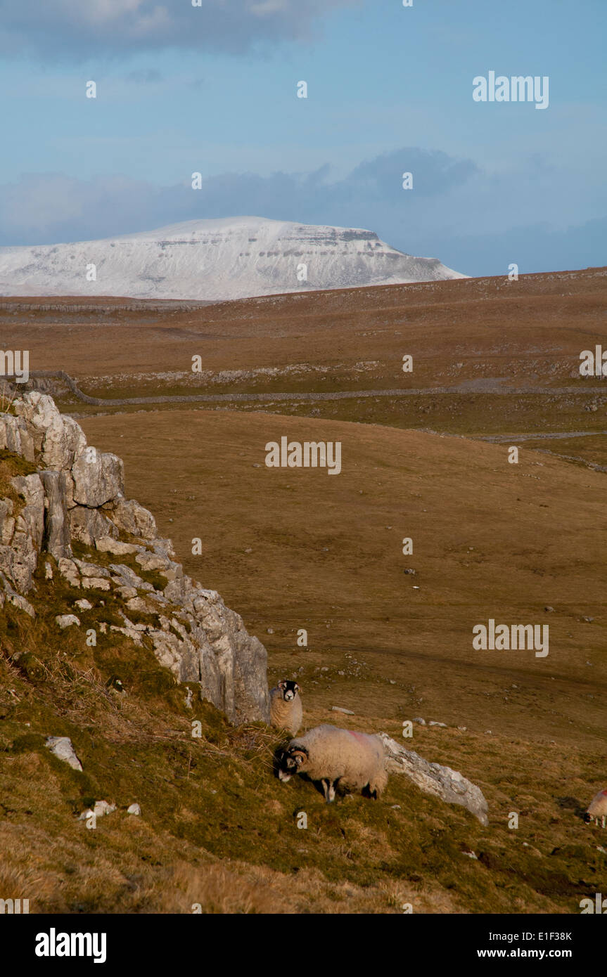 Swaledale sheep grazing around a limestone outcrop halfway up ...
