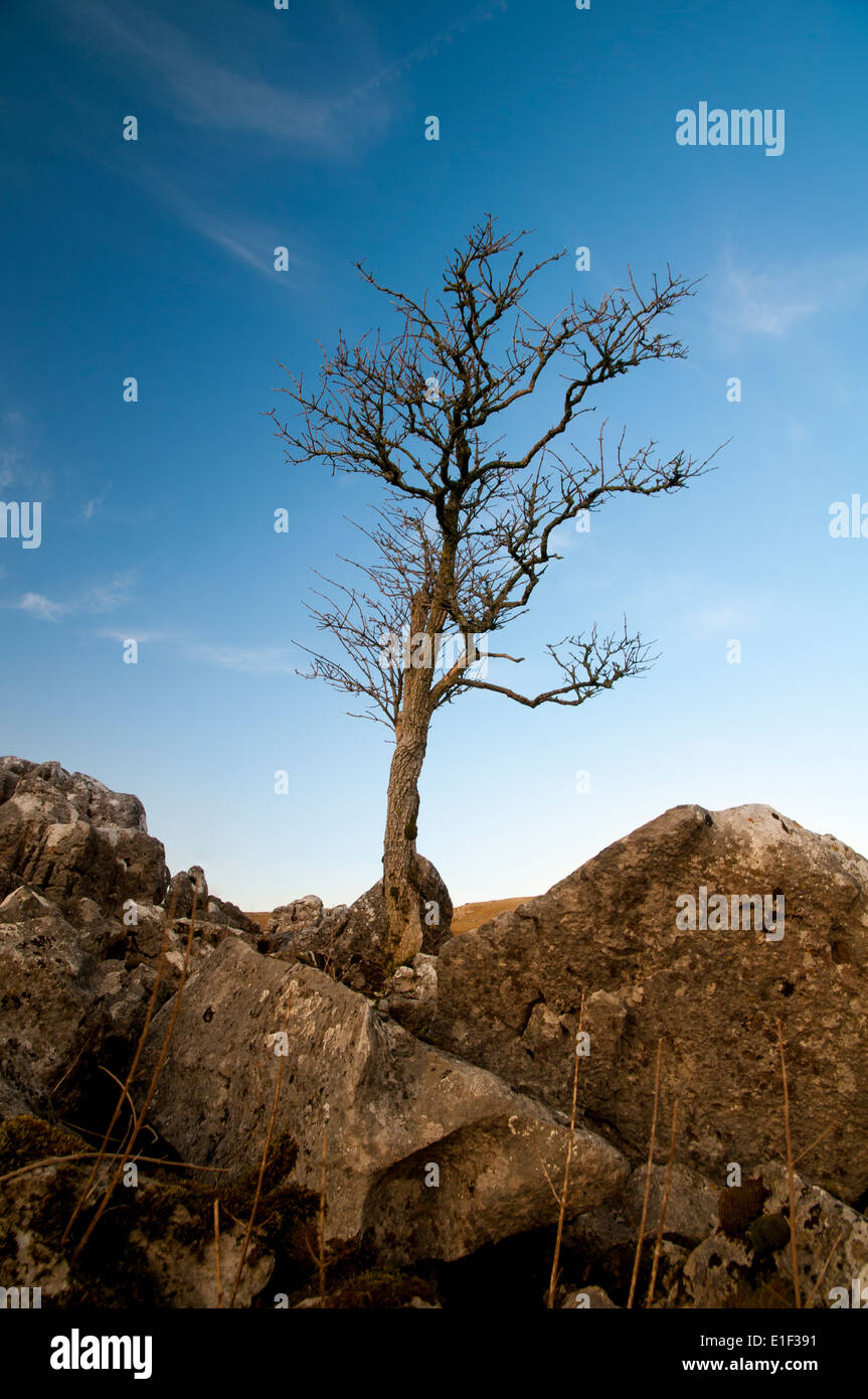 A bare and stunted tree growing from a limestone outcrop halfway up ...