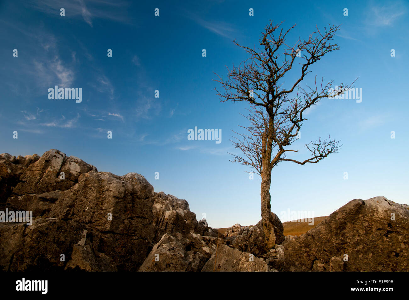A bare and stunted tree growing from a limestone outcrop halfway up ...