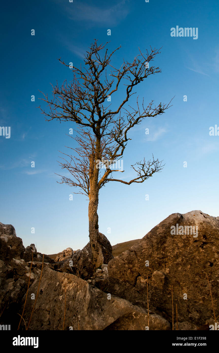 A bare and stunted tree growing from a limestone outcrop halfway up ...