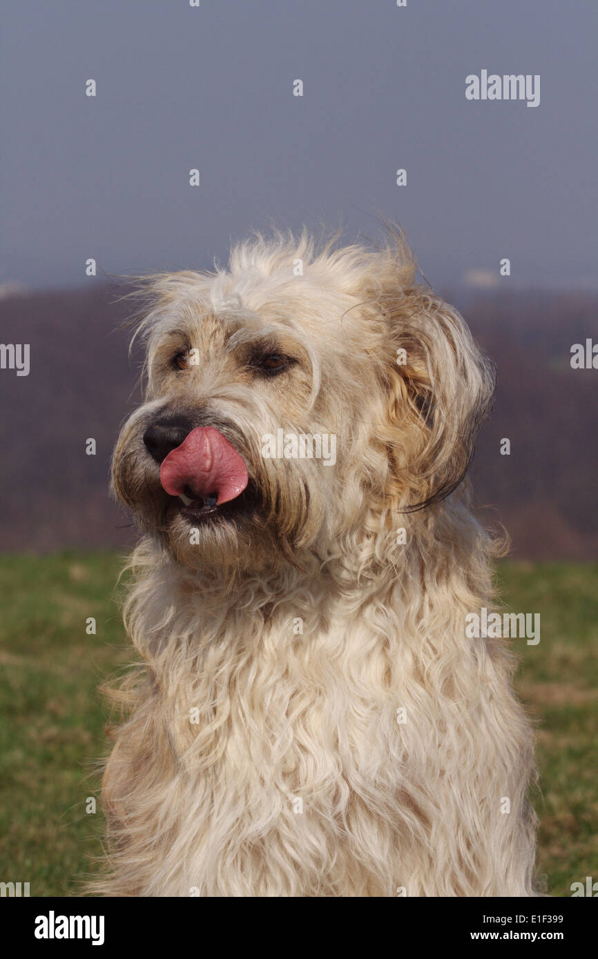 Datura High Resolution Stock Photography and Images - Alamy