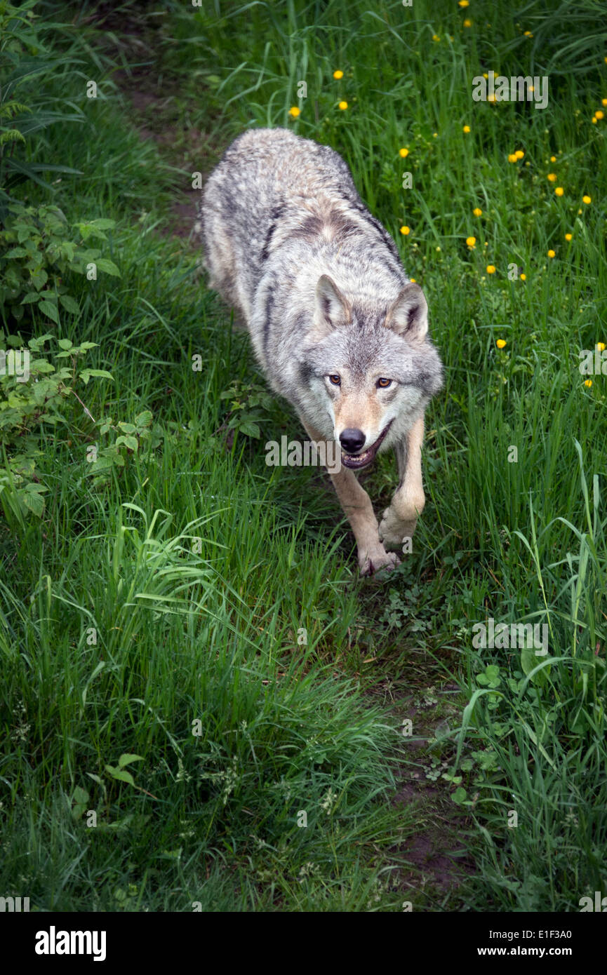 Run through the grass hi-res stock photography and images - Alamy
