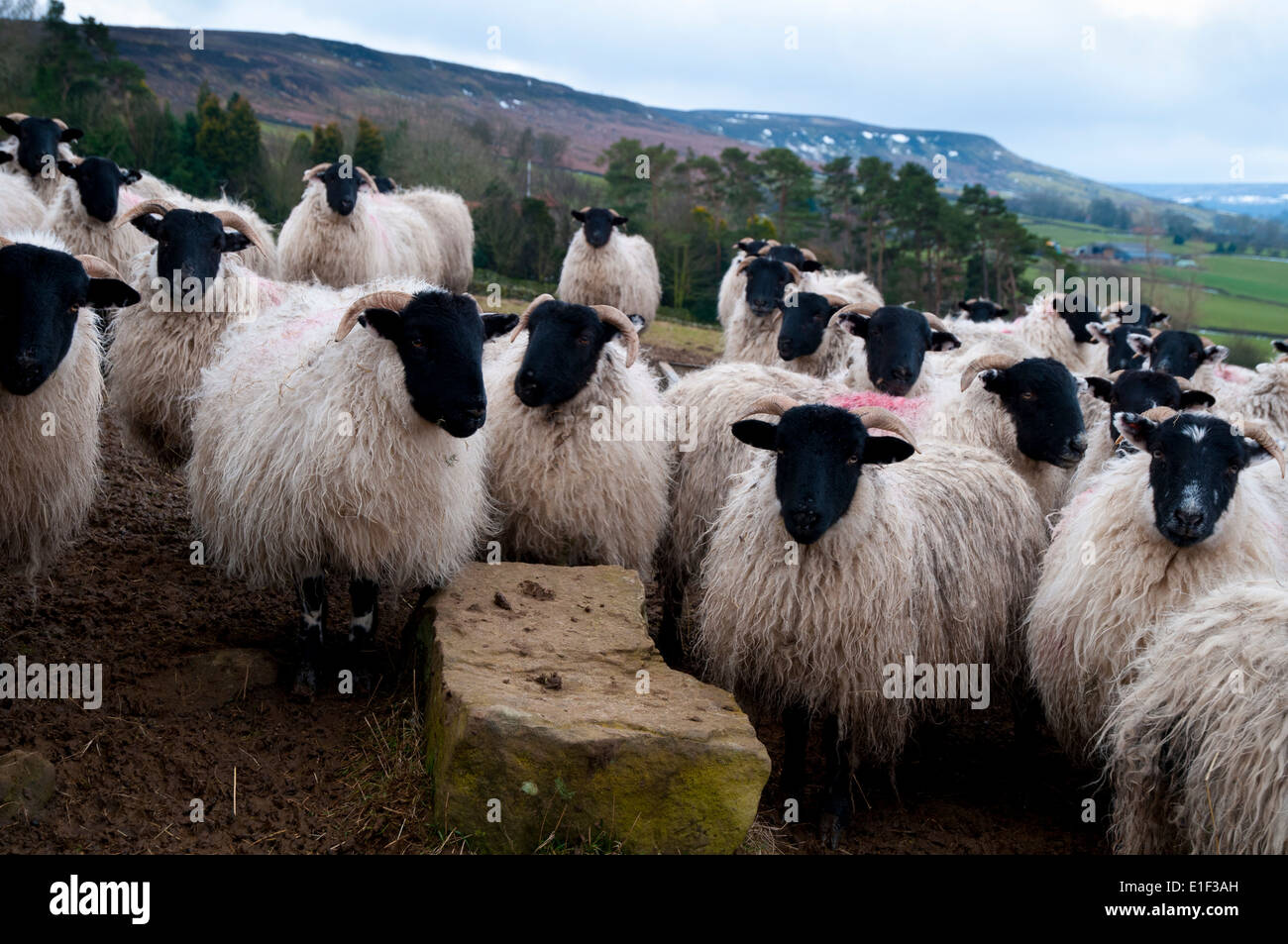 Black faced sheep hi-res stock photography and images - Alamy