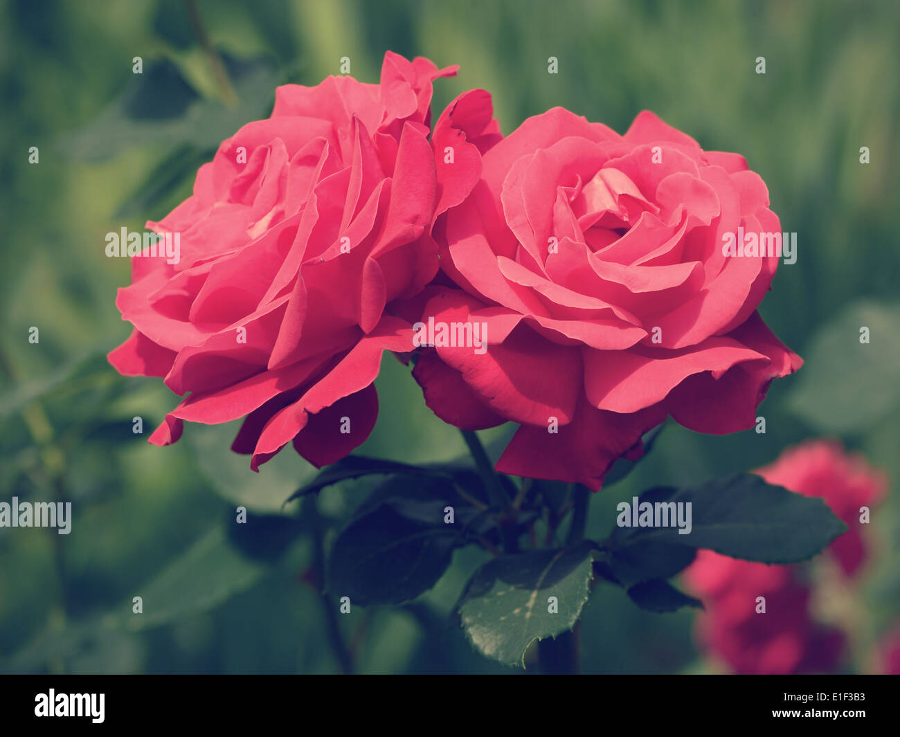 Red roses retro style Stock Photo - Alamy