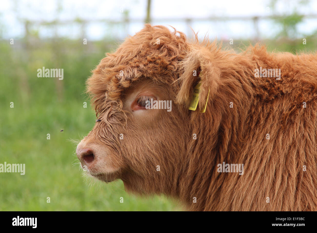 Cute baby highland cow calf hi-res stock photography and images - Alamy