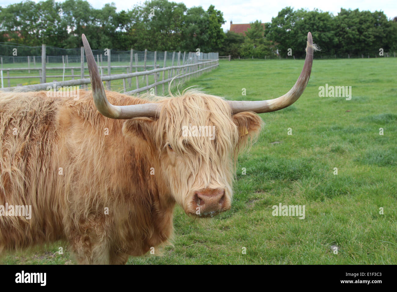Female highland cow hi-res stock photography and images - Alamy