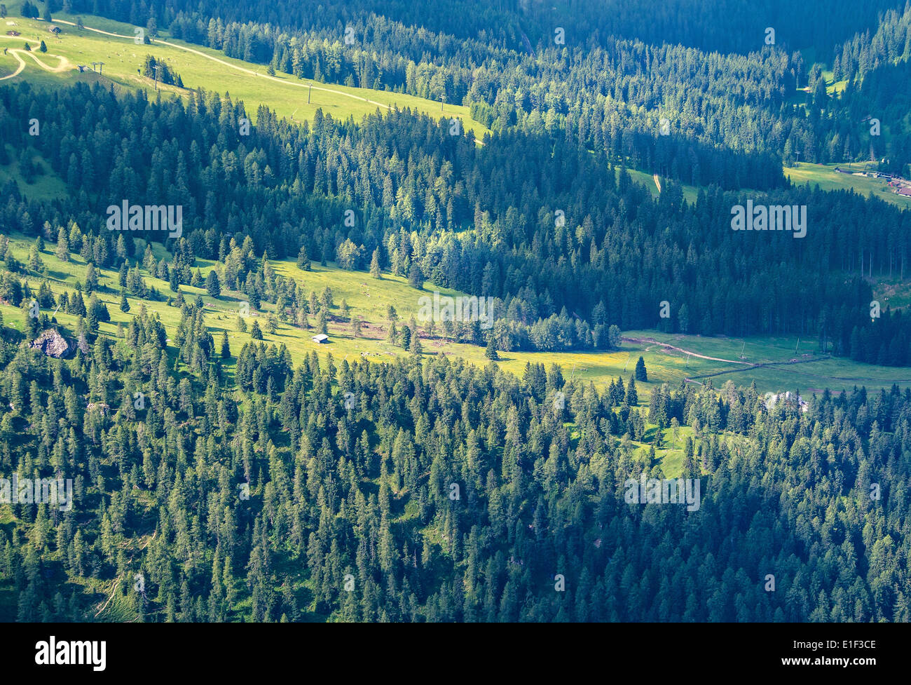 Forest and meadows in a cloudy day of summer with nice shadows ...