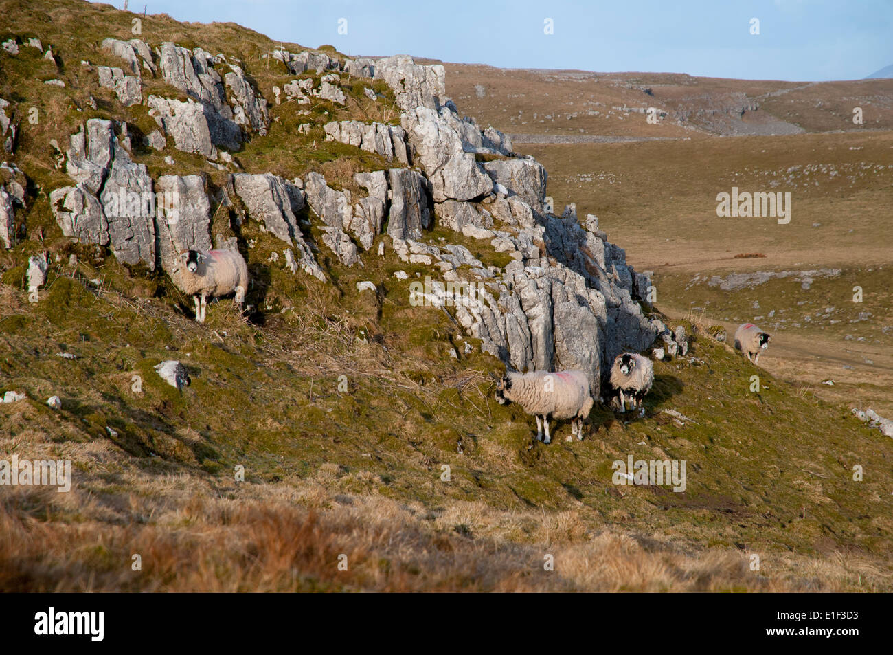 Swaledale sheep grazing around a limestone outcrop halfway up ...