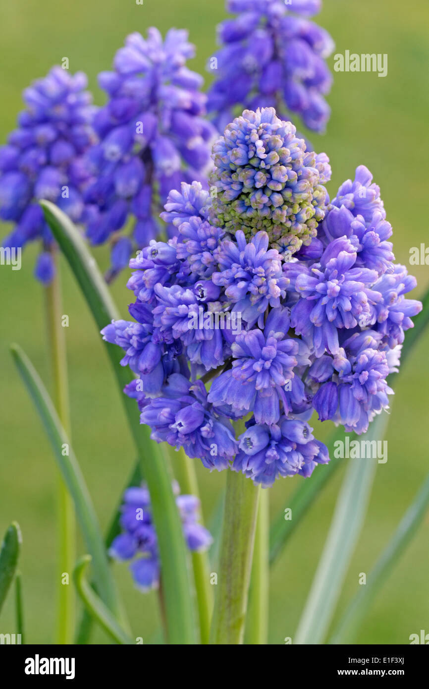 Muscari armeniacum 'Blue Spike' (common name Grape hyacinth Stock Photo ...
