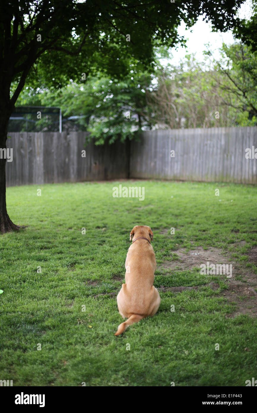 Labrador retriever dog sitting back hi-res stock photography and images ...
