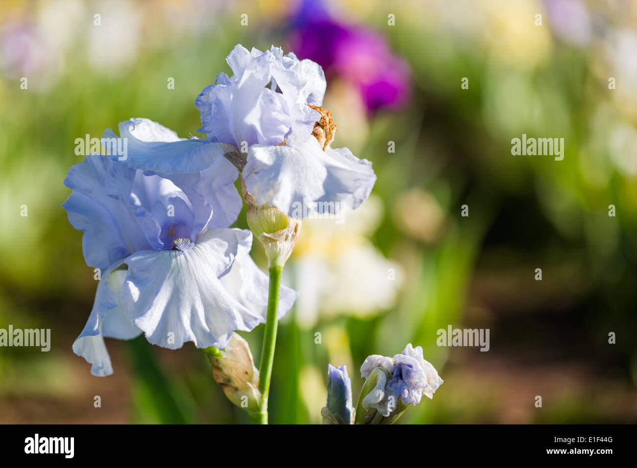 Different colors of iris in blooming garden in early June Stock Photo ...