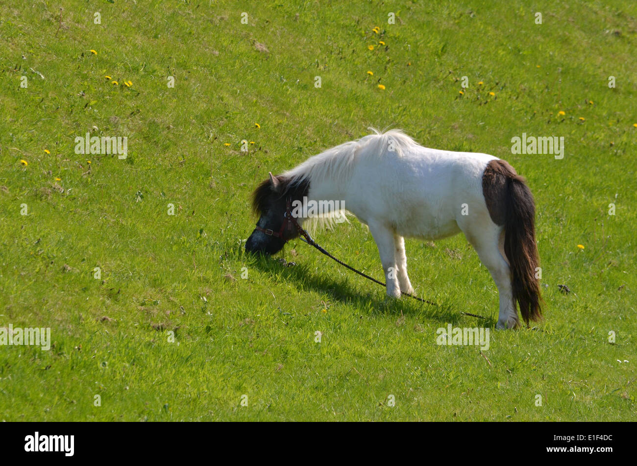 Circus pony grazing on the grass at the Clyde Shopping Centre. The ...