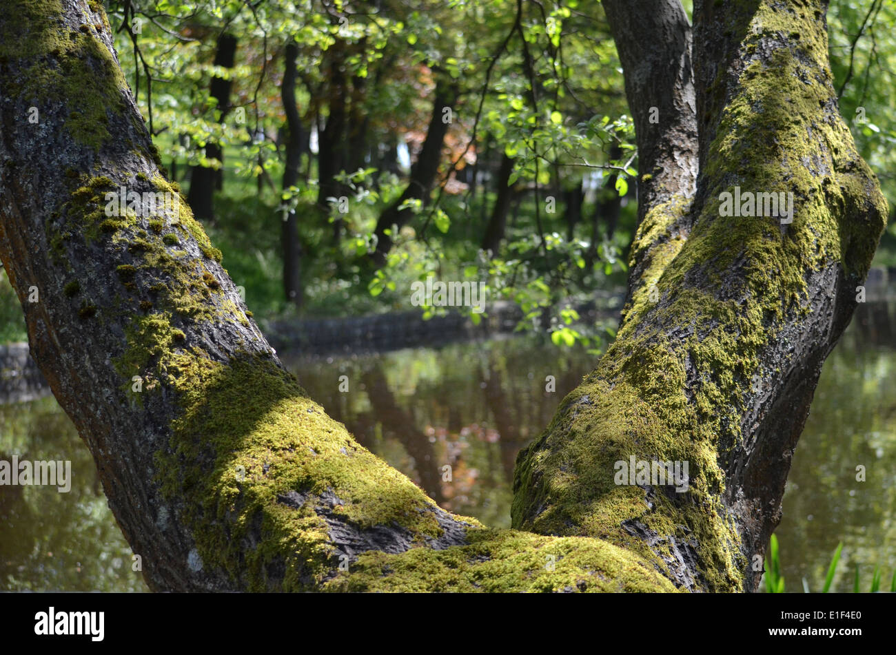 Tree overhanging boundary hi-res stock photography and images - Alamy