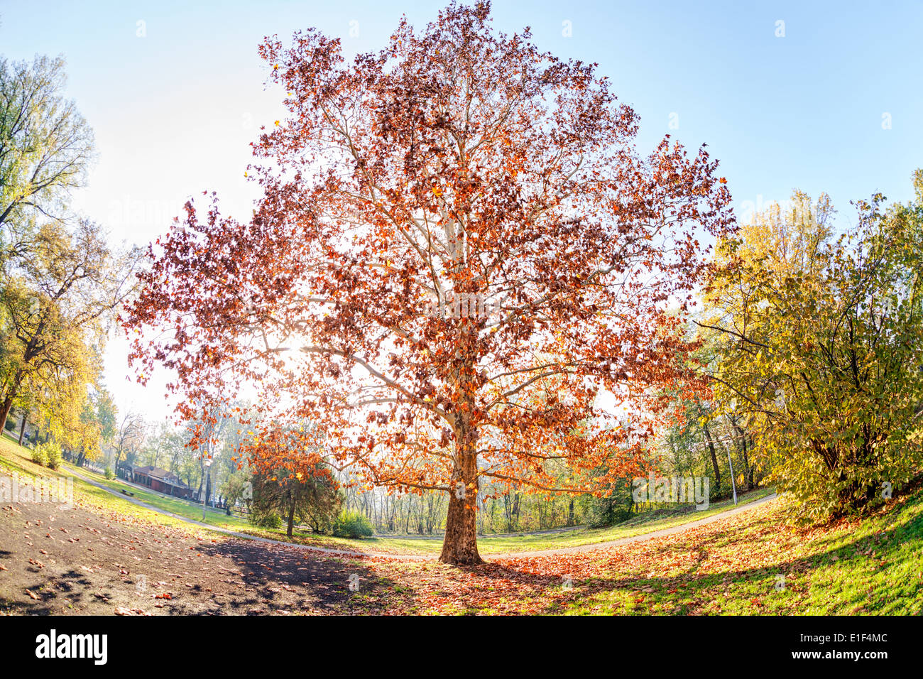 trees in park Stock Photo - Alamy