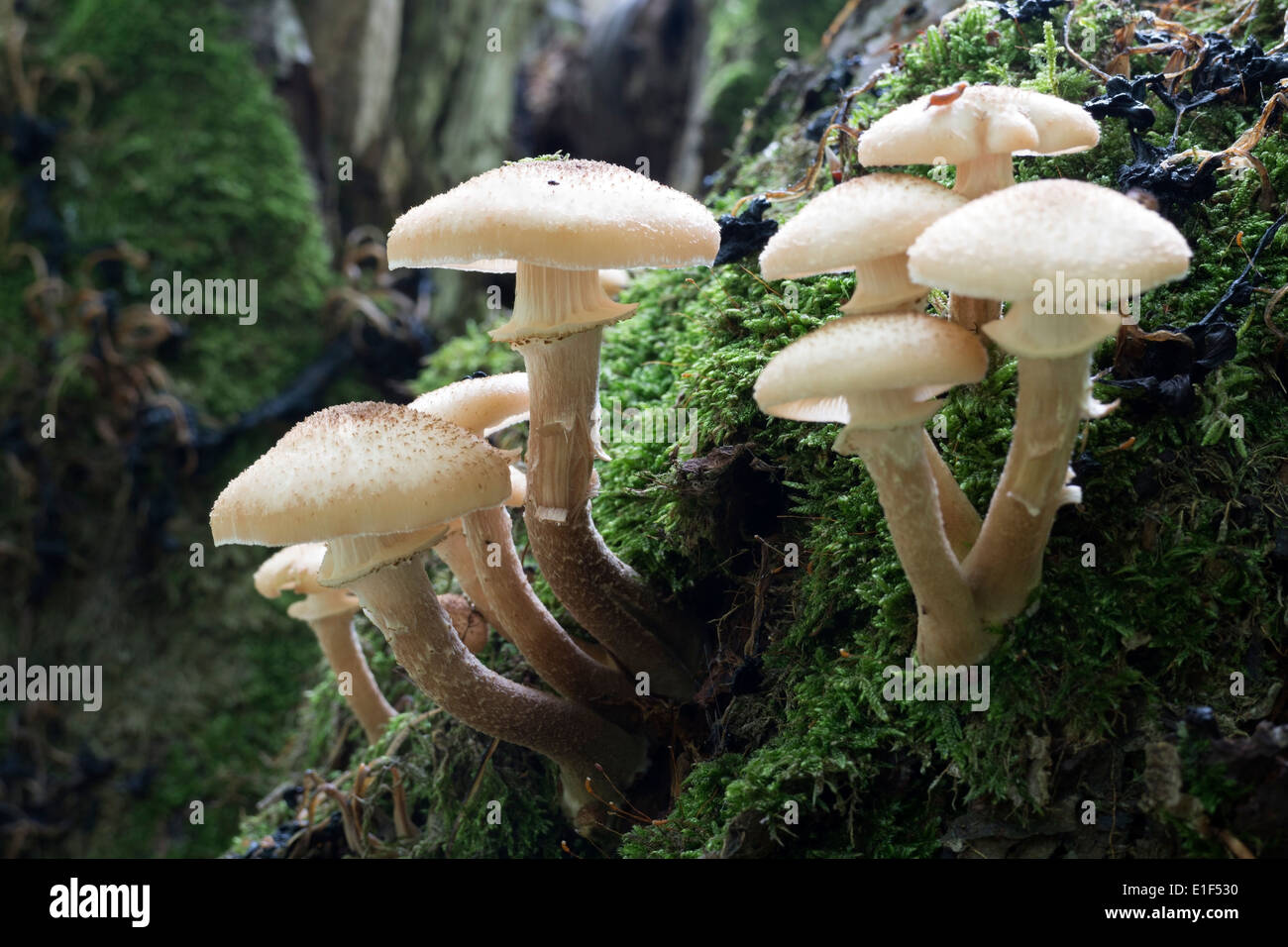 Fruiting Bodies of the Armillaria sp of Fungi Growing from a Moss ...