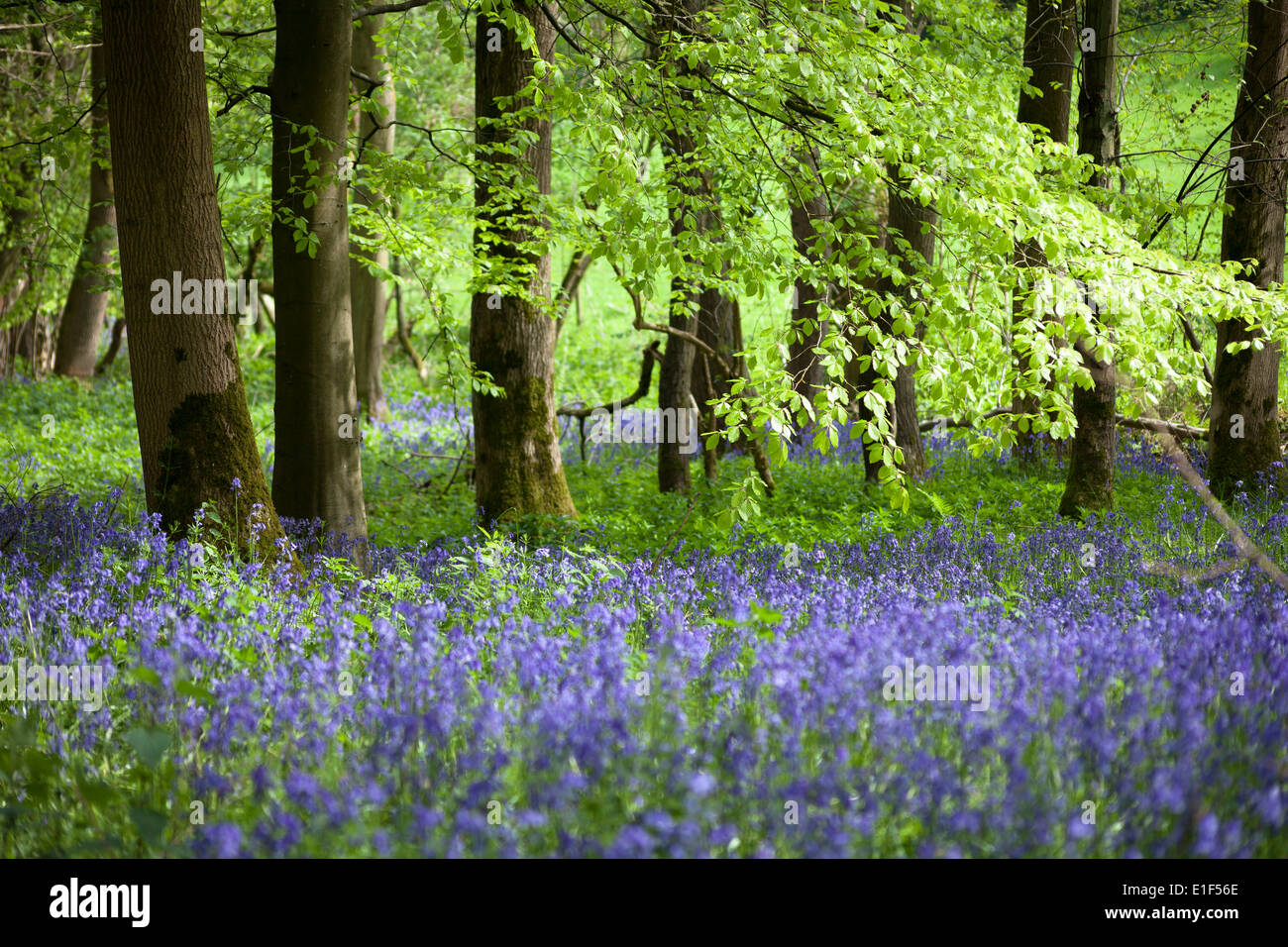 flowering bluebells in woodland Stock Photo - Alamy