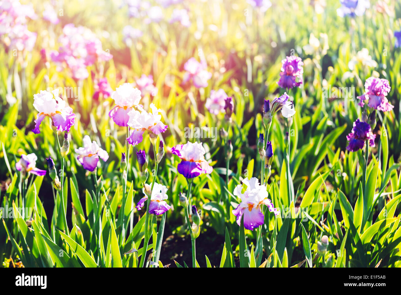 Different colors of iris in blooming garden in early June Stock Photo ...
