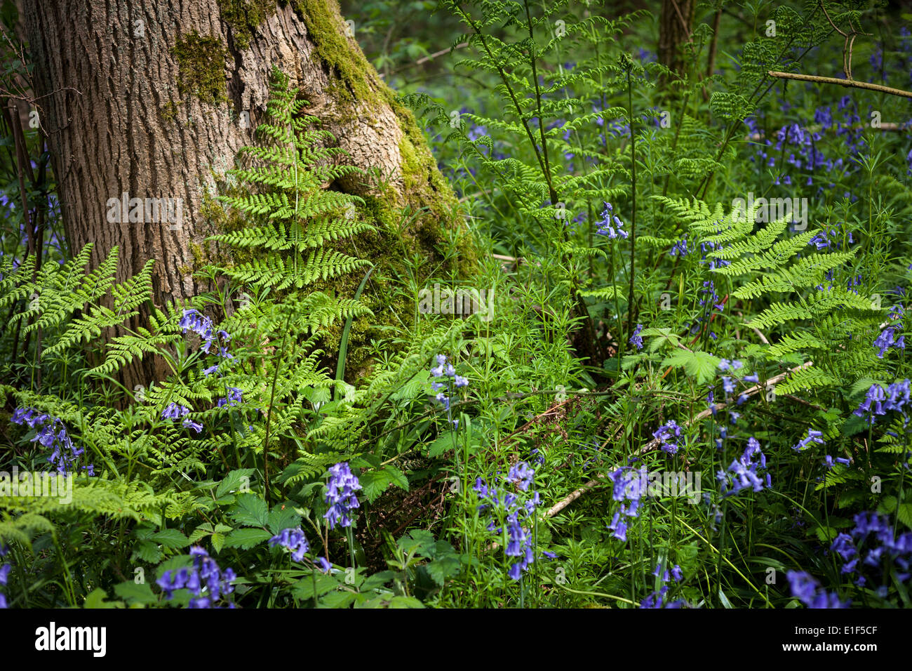 Bracken in woodland hi-res stock photography and images - Alamy