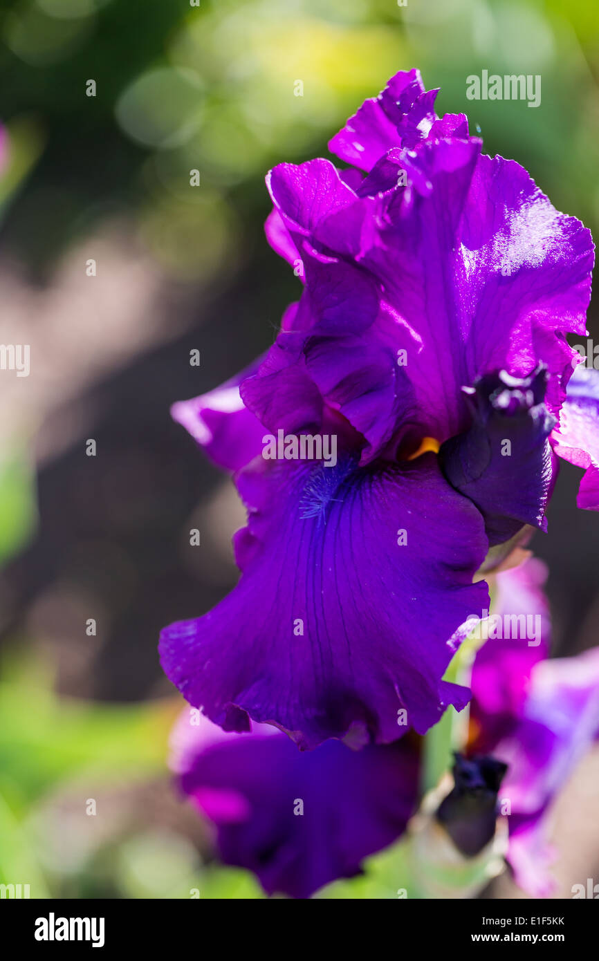 Different colors of iris in blooming garden in early June Stock Photo ...