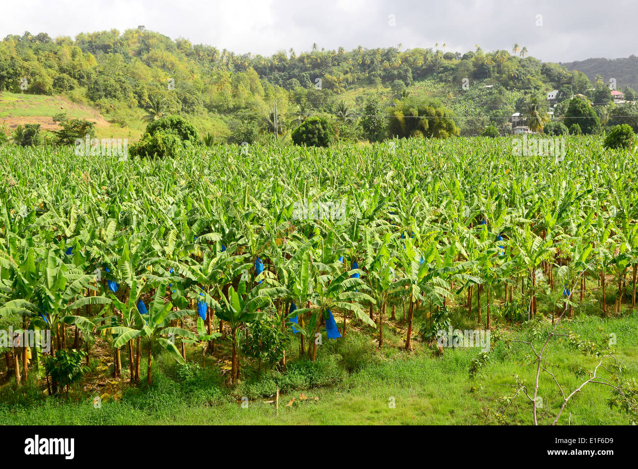 Banana Fields St. Lucia Caribbean Island Cruise Windward Islands Lesser ...