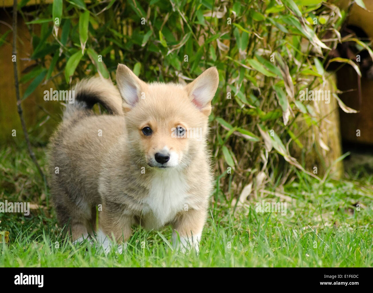 Pembrokeshire Corgi Puppy, ten weeks old Stock Photo - Alamy