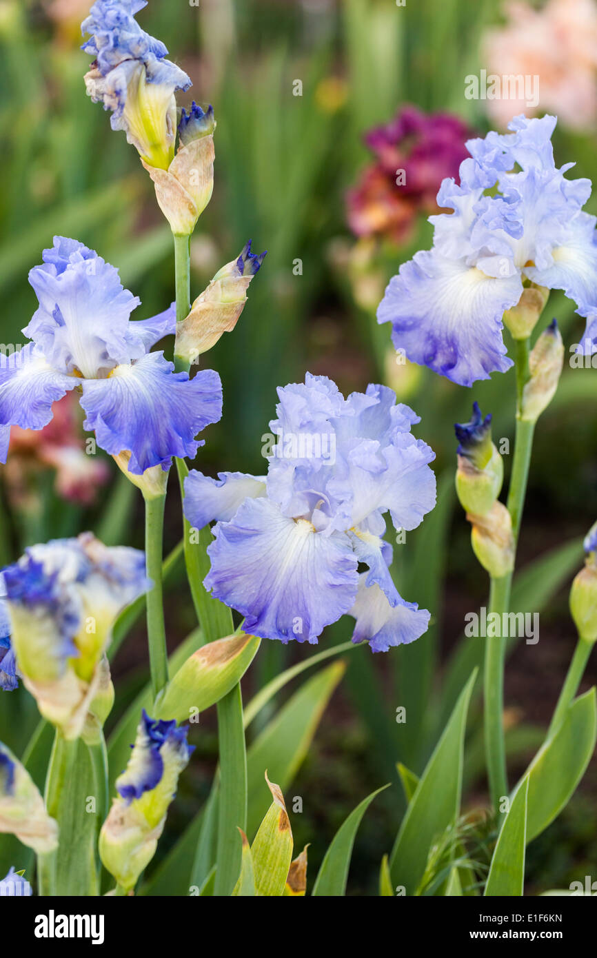 Different colors of iris in blooming garden in early June Stock Photo ...