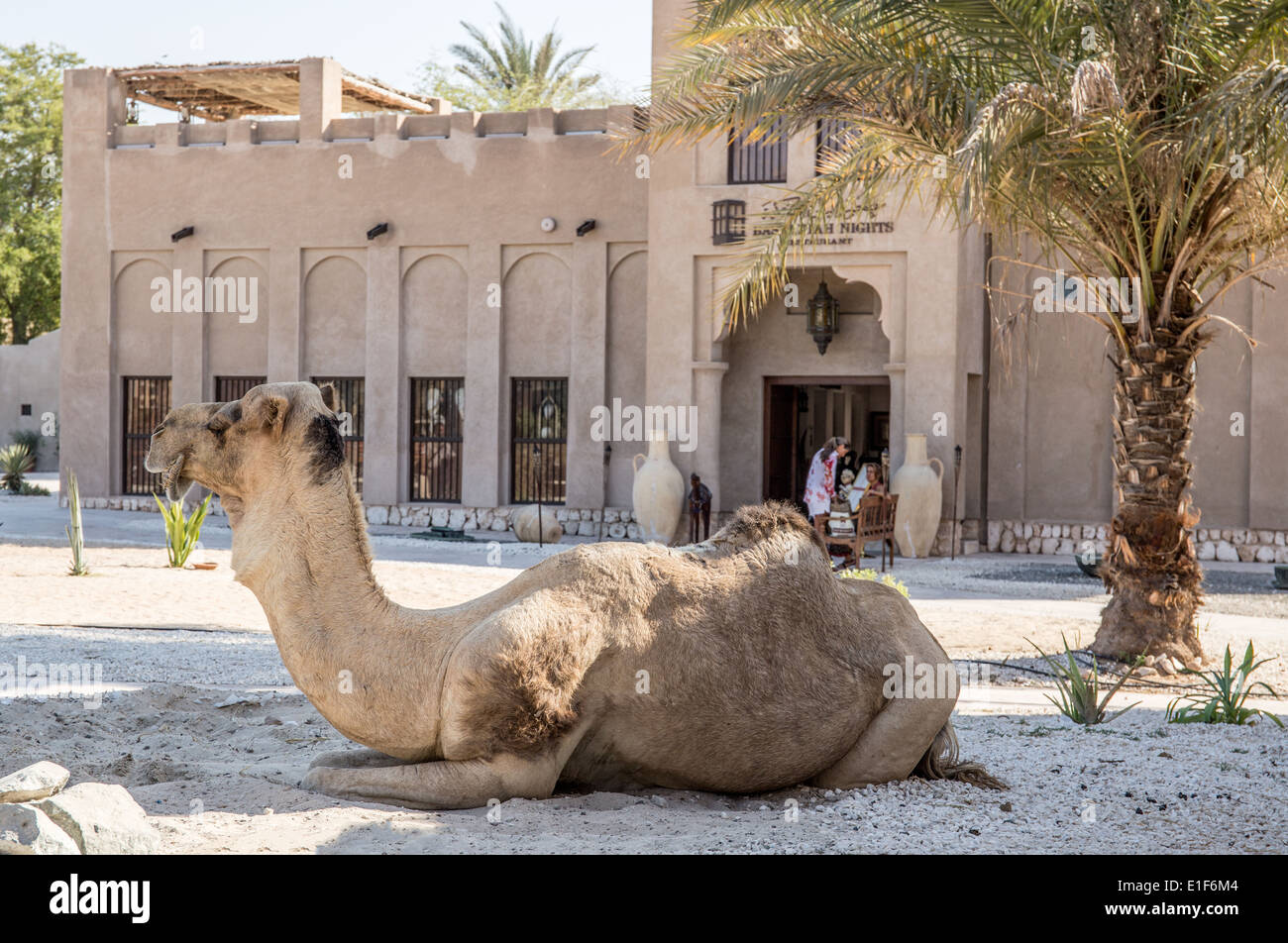 House of the old camel hi-res stock photography and images - Alamy