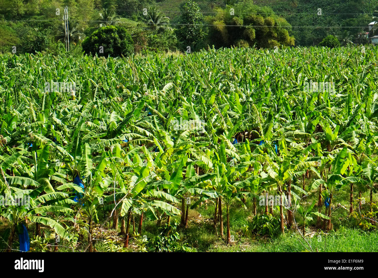 Banana Fields St. Lucia Caribbean Island Cruise Windward Islands Lesser ...