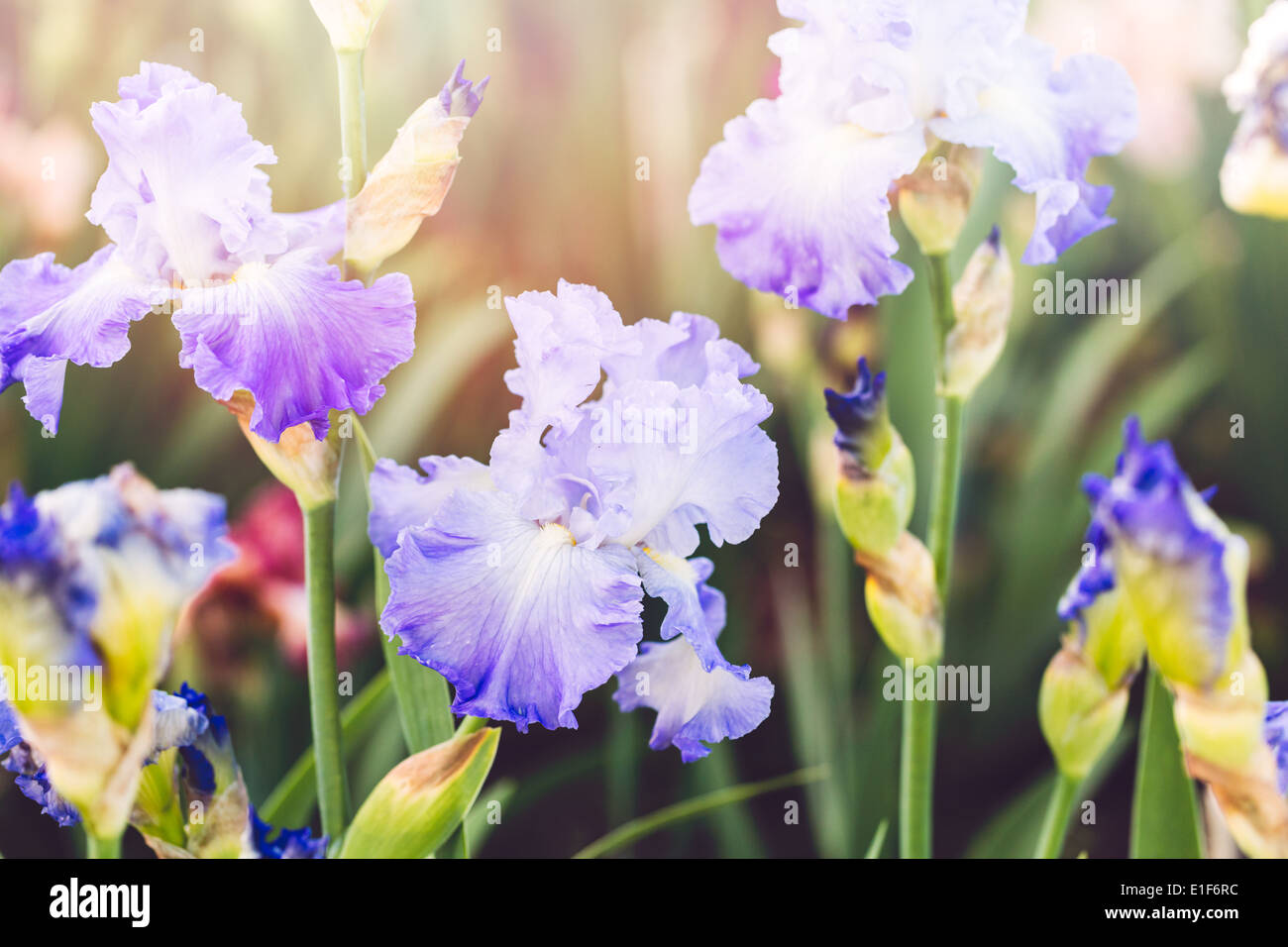 Different colors of iris in blooming garden in early June Stock Photo ...
