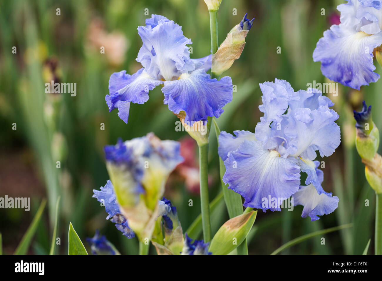 Different colors of iris in blooming garden in early June Stock Photo ...