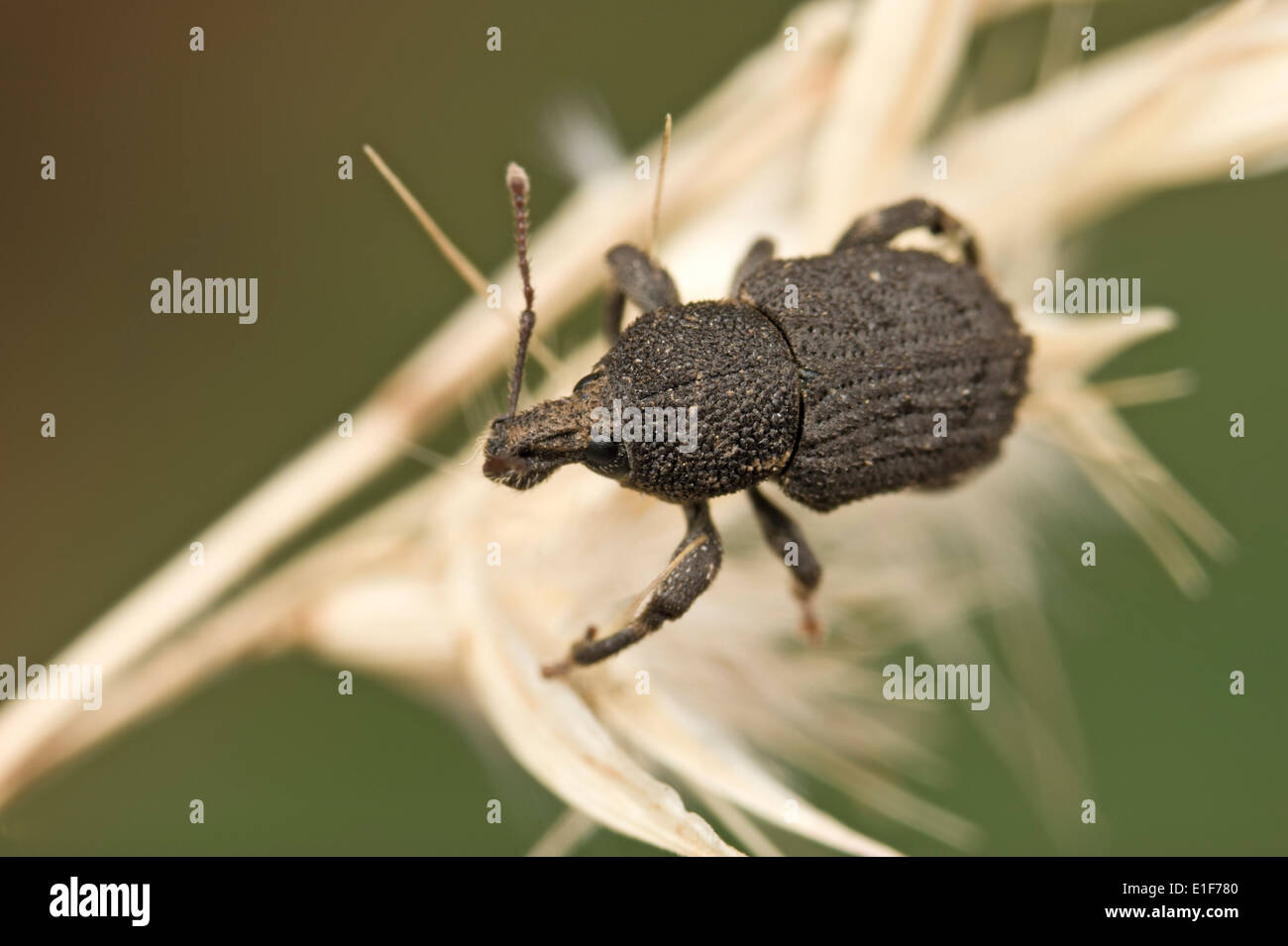Australia macro curculionidae coleoptera hi-res stock photography and ...