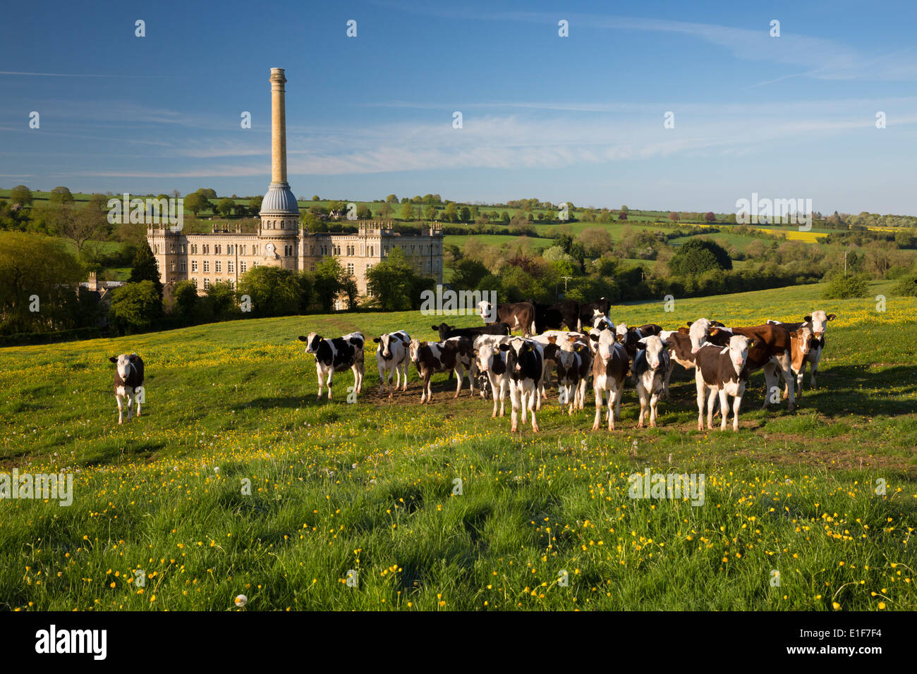 Bliss Mill with Buttercups and cows Stock Photo - Alamy