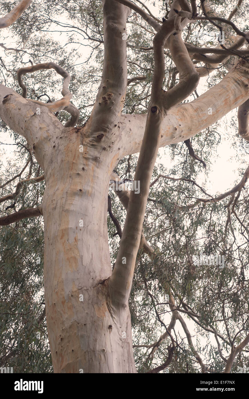 Native australian eucalyptus tree hi-res stock photography and images ...