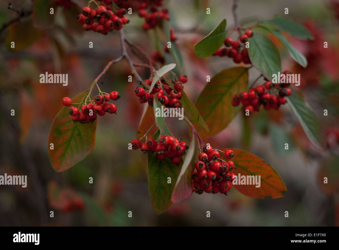 Tree Branch With Small Red Berries Stock Photo - Alamy