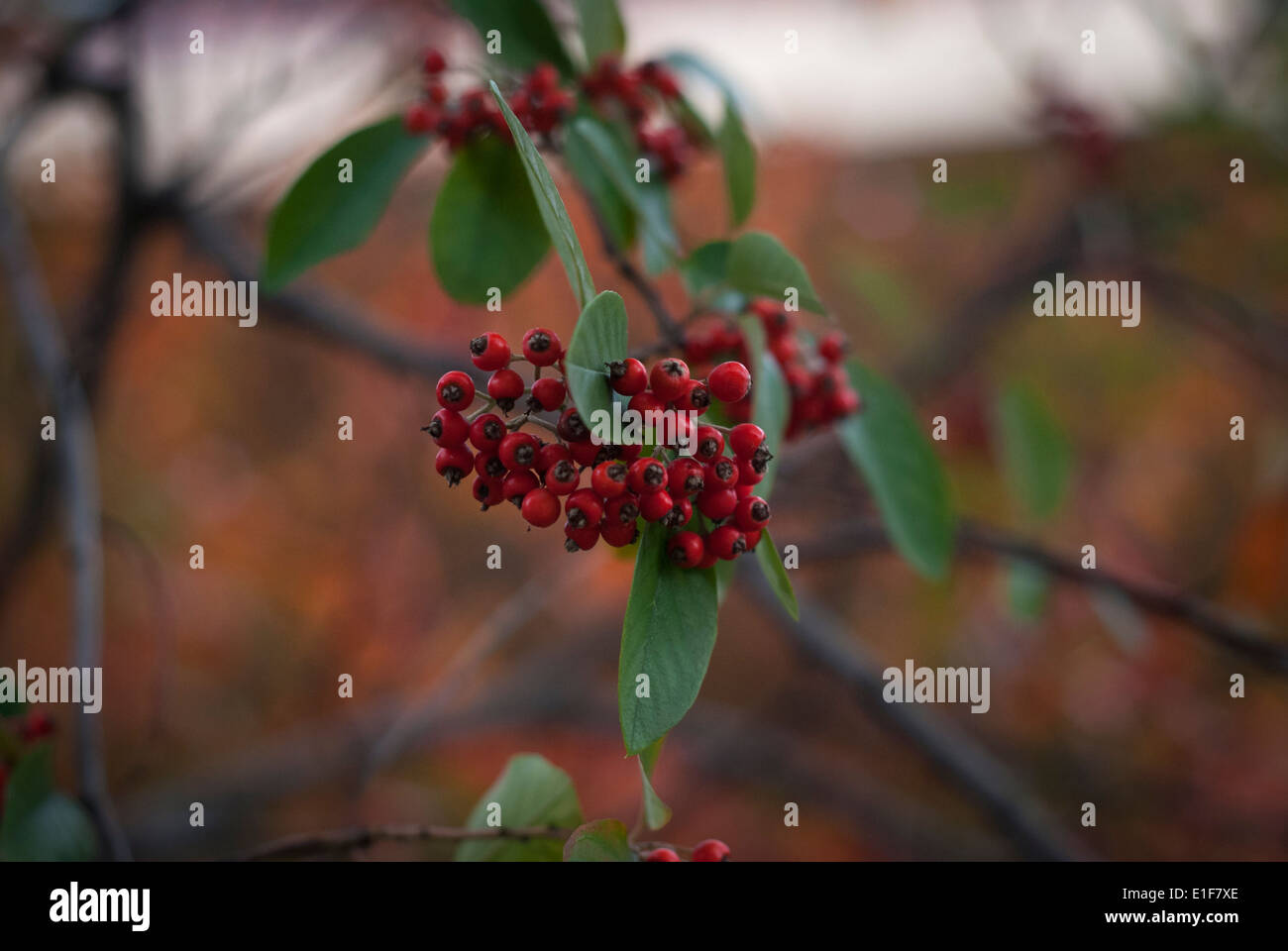 Tree Branch With Small Red Berries Stock Photo - Alamy