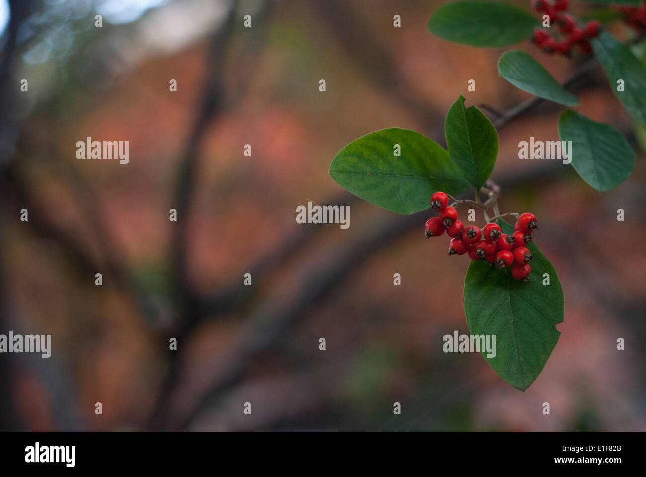 Tree Branch With Small Red Berries Stock Photo - Alamy
