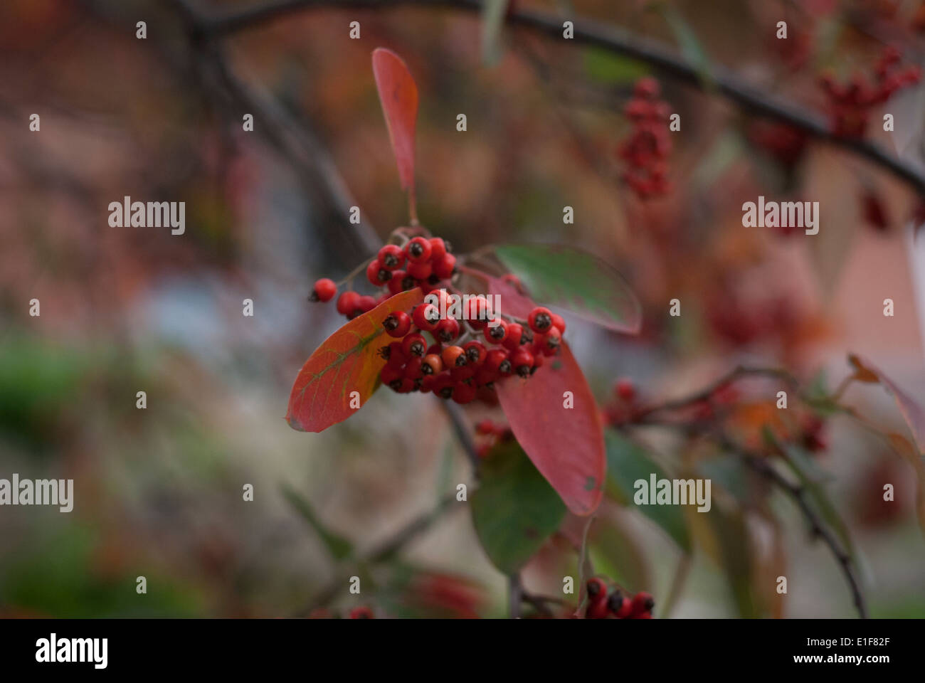 Tree Branch With Small Red Berries Stock Photo - Alamy