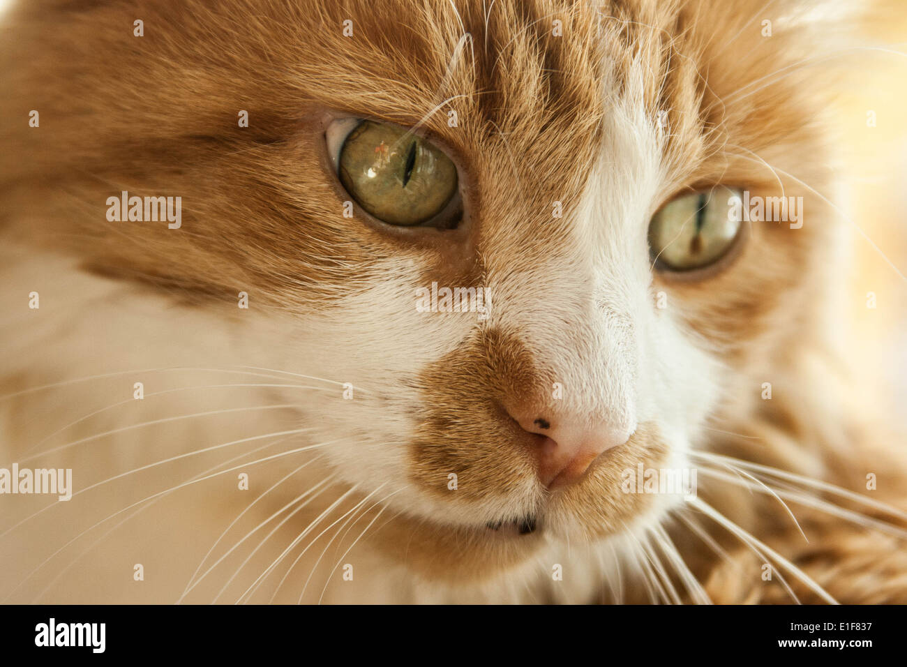 Beautiful Orange Cat Face Stock Photo - Alamy