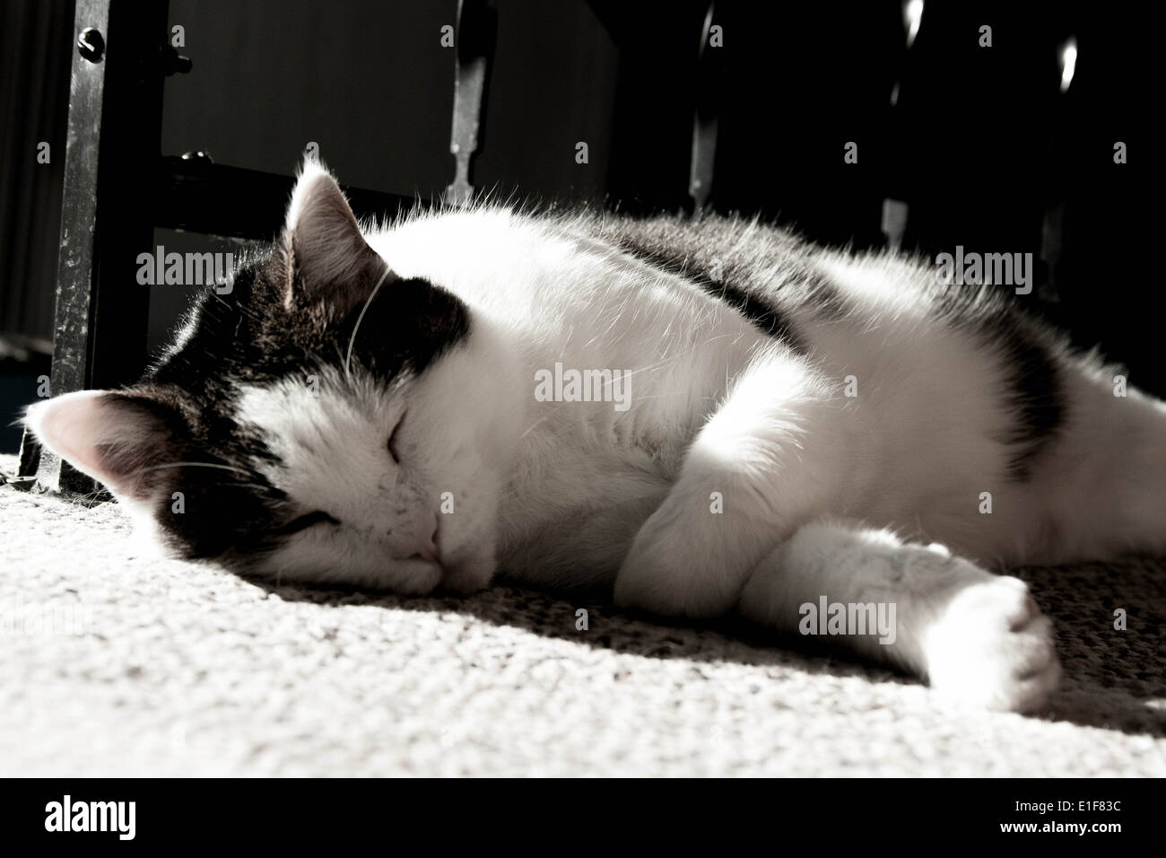 Cute Cat Resting in the Sunlight Stock Photo - Alamy